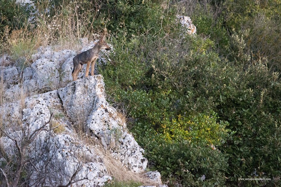 galleria – Italian Wild Wolf