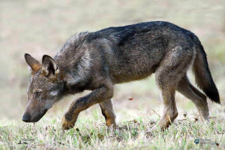 Italian Wild Wolf – Il lupo selvatico italiano. Più conosciamo più ...