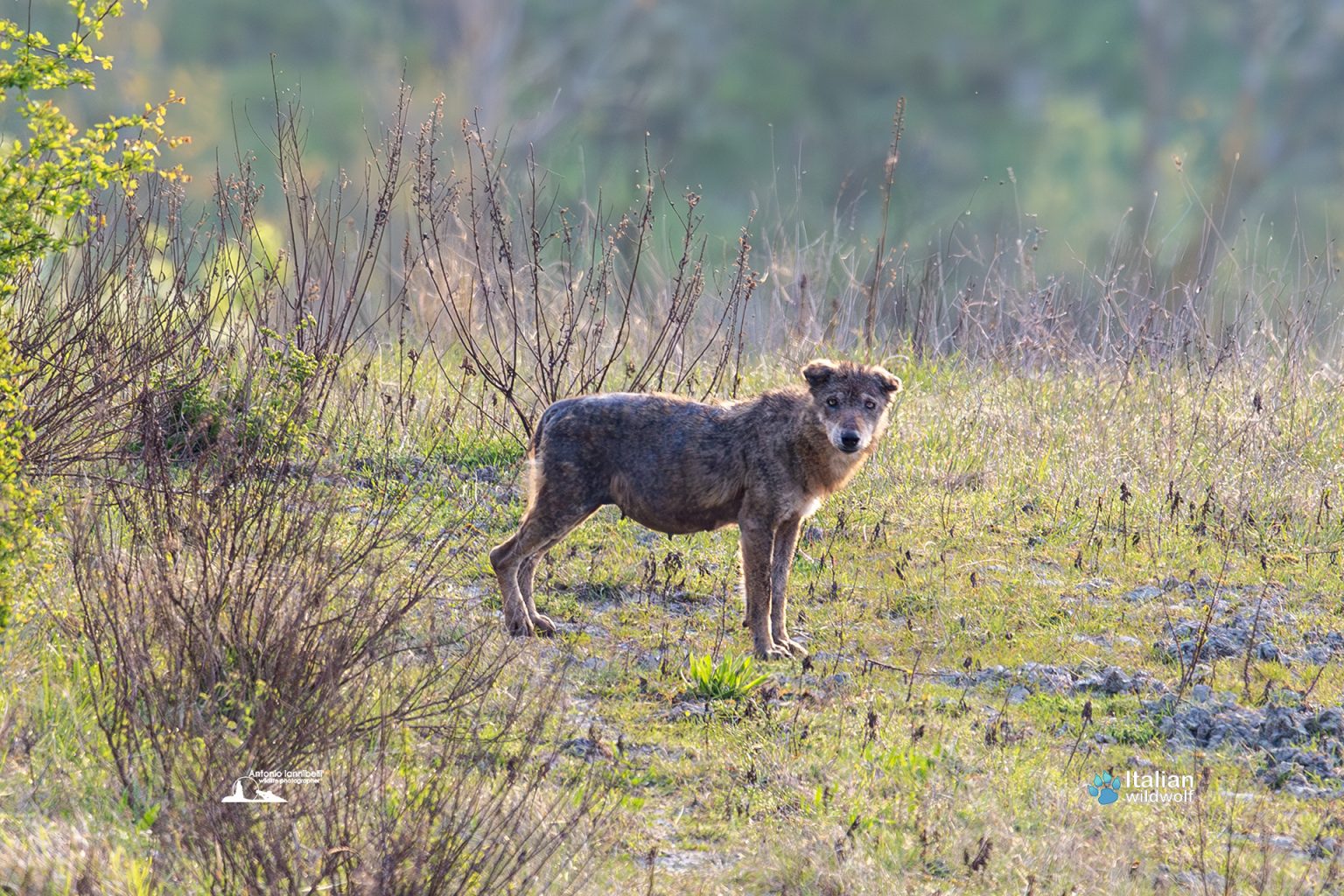 Italian Wild Wolf – Il lupo selvatico italiano. Più conosciamo più ...